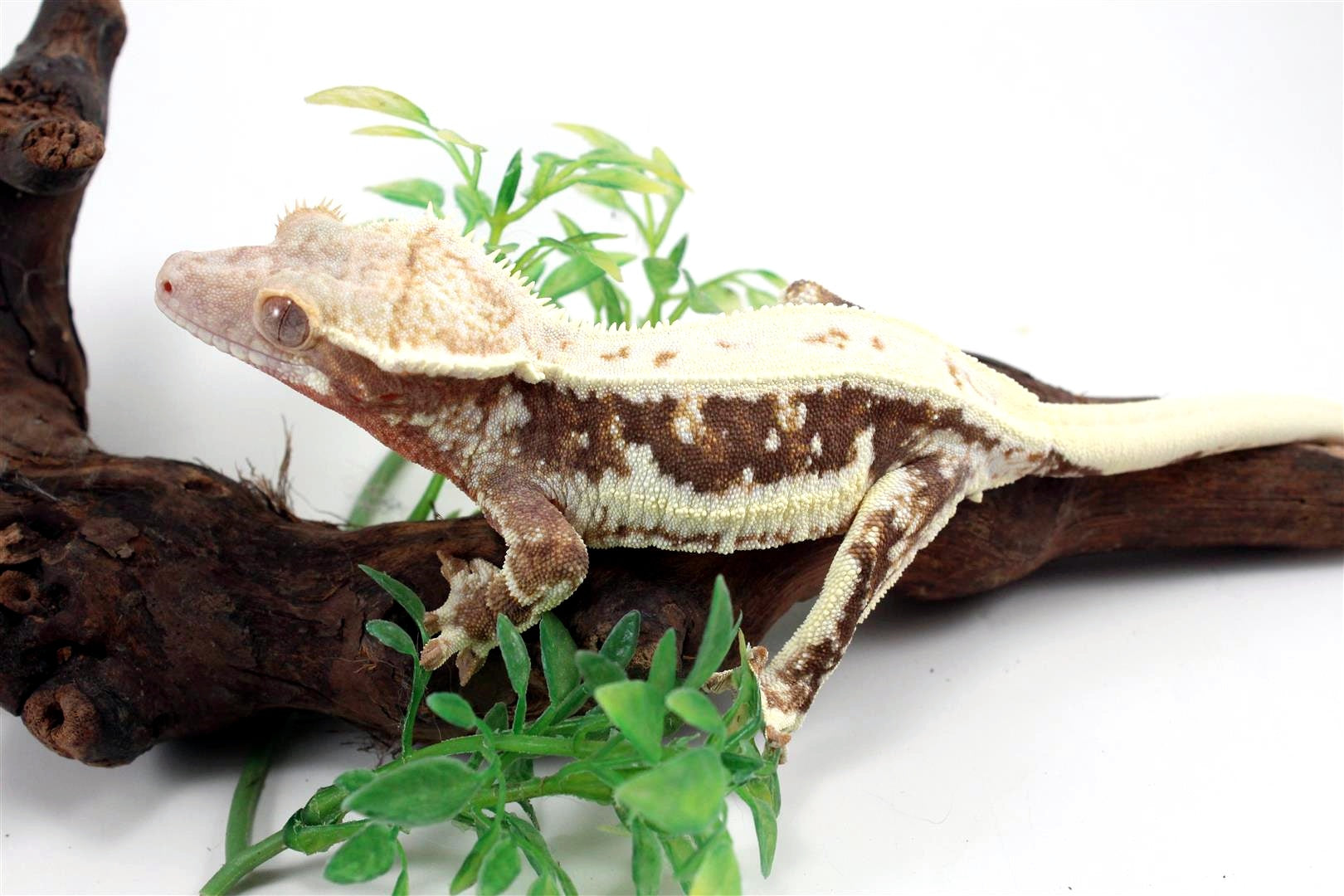 Red Lily White Crested Gecko – All Reptiles