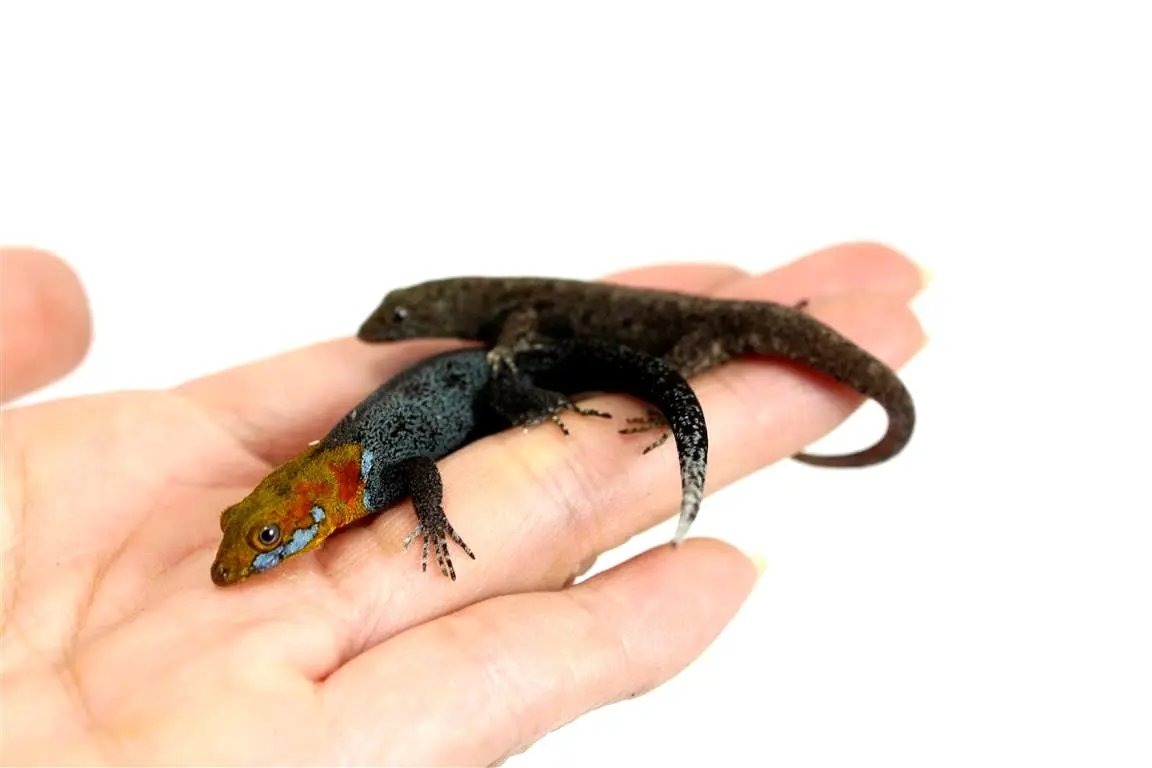 Yellow Headed Geckos – All Reptiles