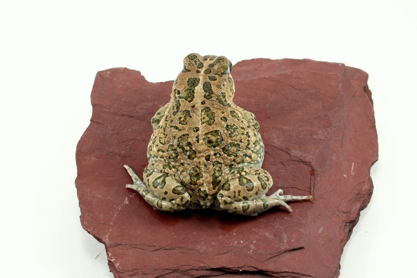 Amphibians/Frogs & Toads - All Reptiles