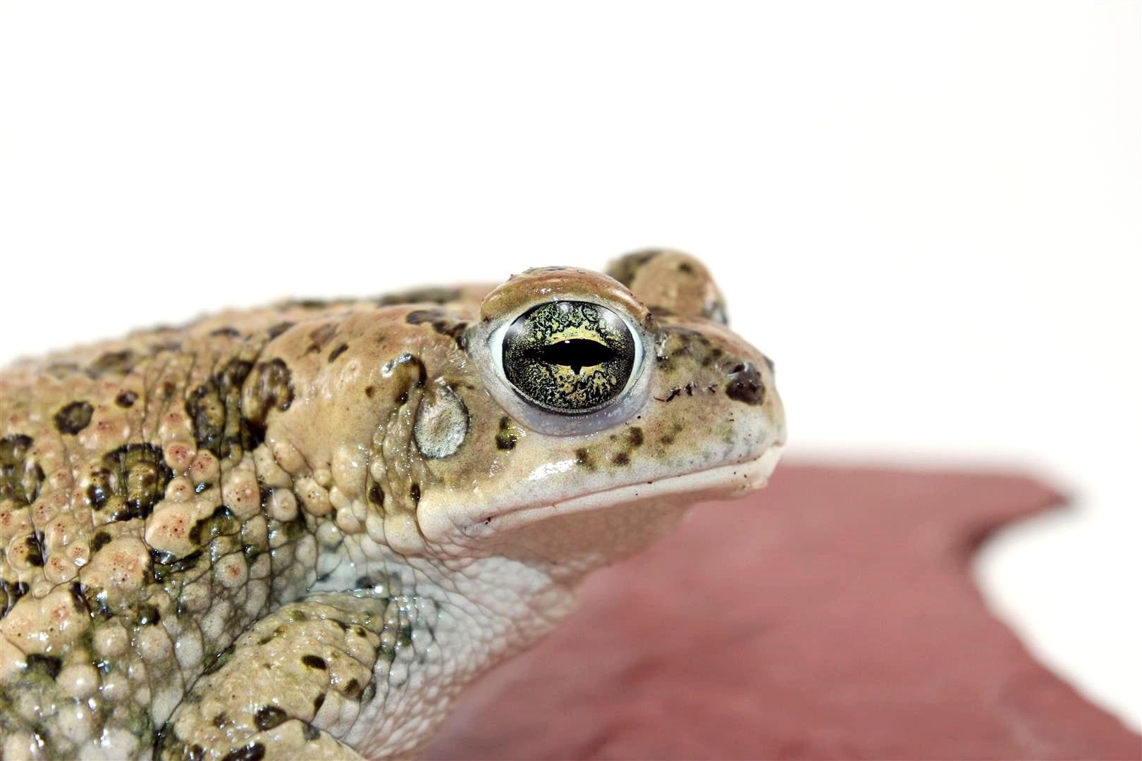 African Green Toad – All Reptiles