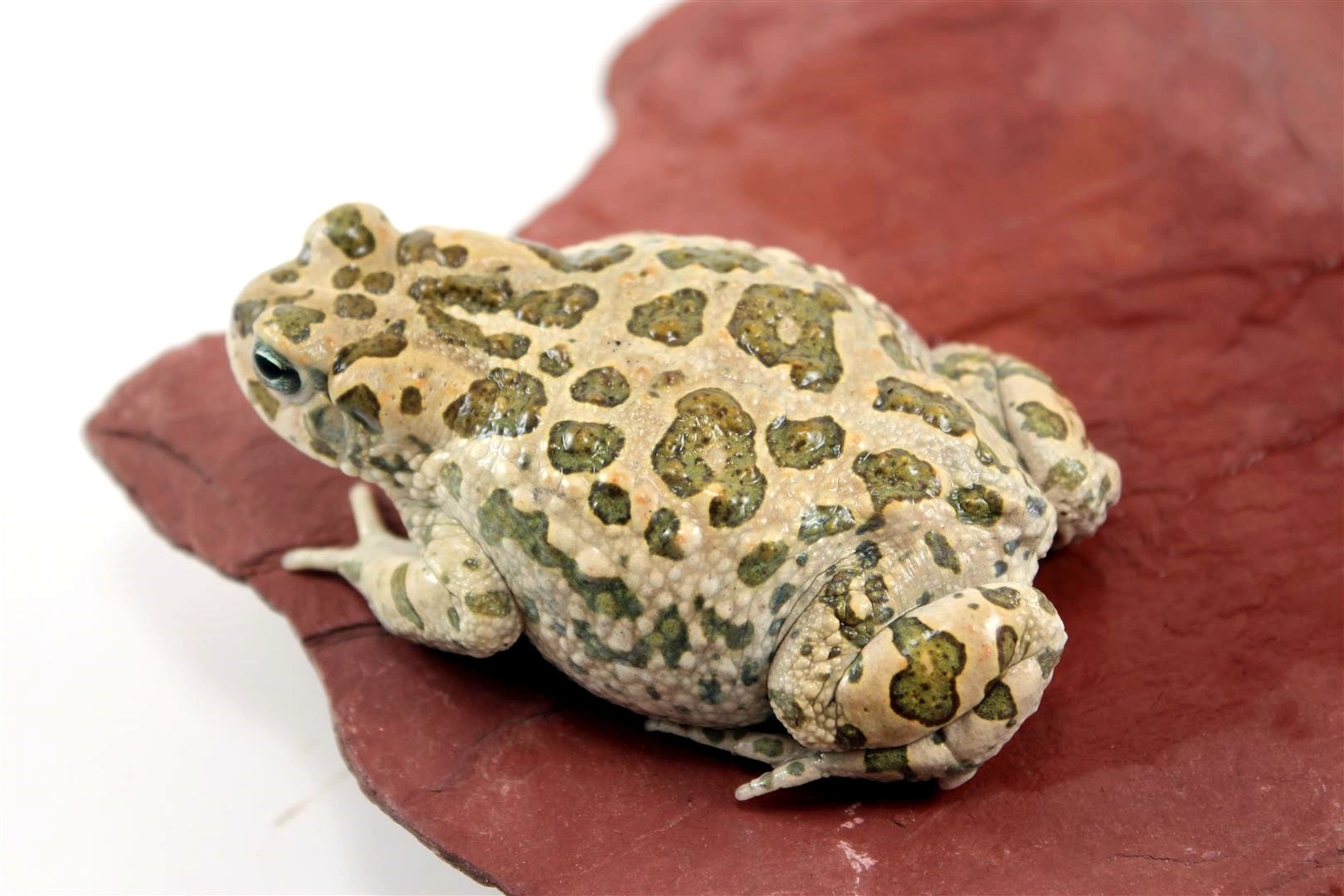 African Green Toad – All Reptiles