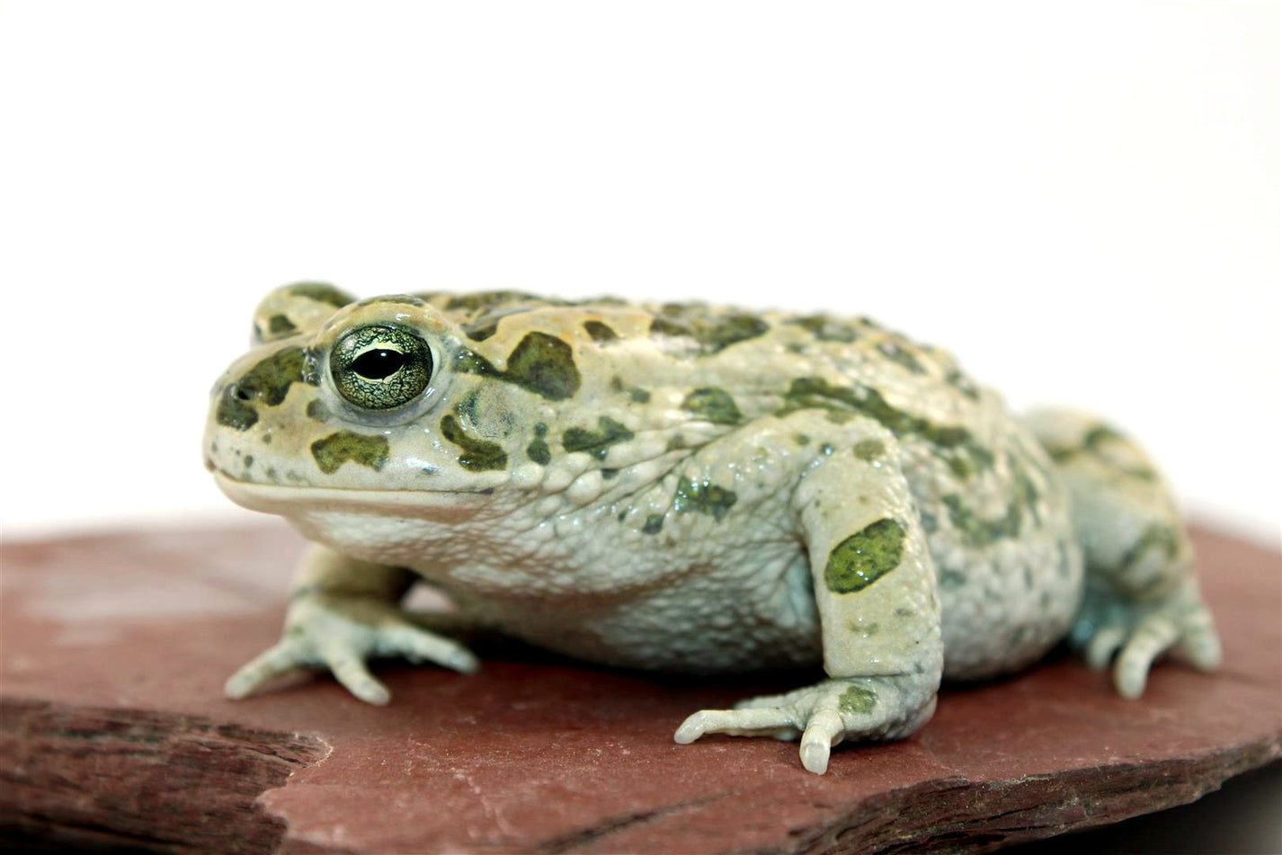 African Green Toad – All Reptiles