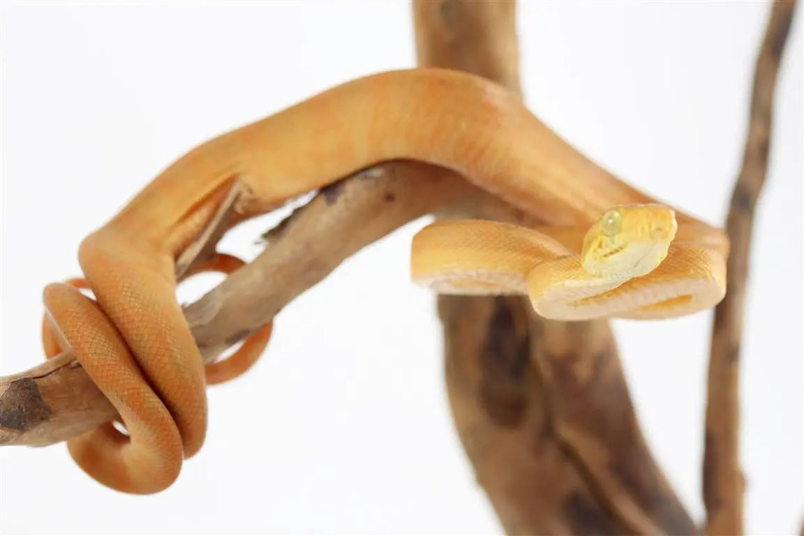 Yellow Amazon Tree Boa – All Reptiles