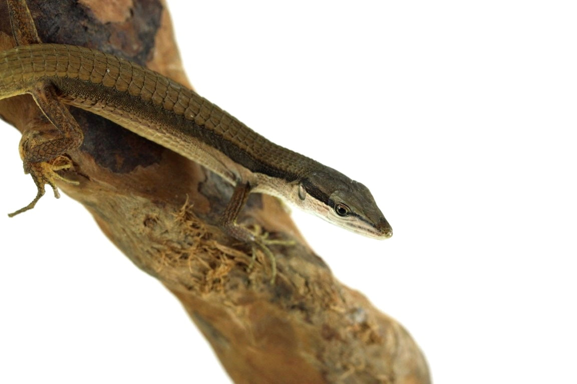 Long Tail Grass Lizard - All Reptiles