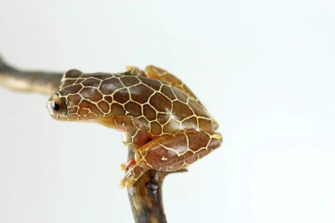 Giraffe Clown Tree Frog – All Reptiles