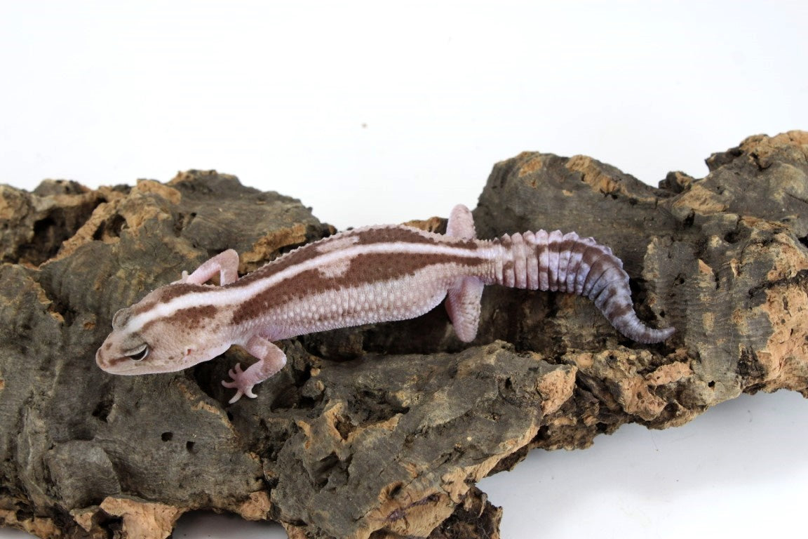 Striped Oreo Zulu African Fat Tail Gecko - All Reptiles