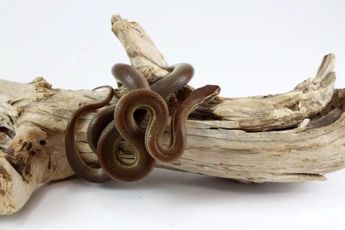 African House Snake - Lined Phase - All Reptiles