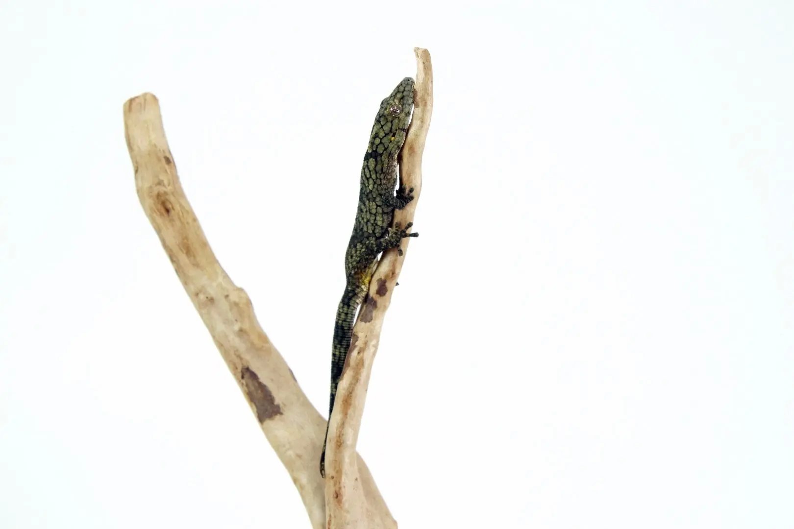 Bauer's Chameleon Gecko - All Reptiles