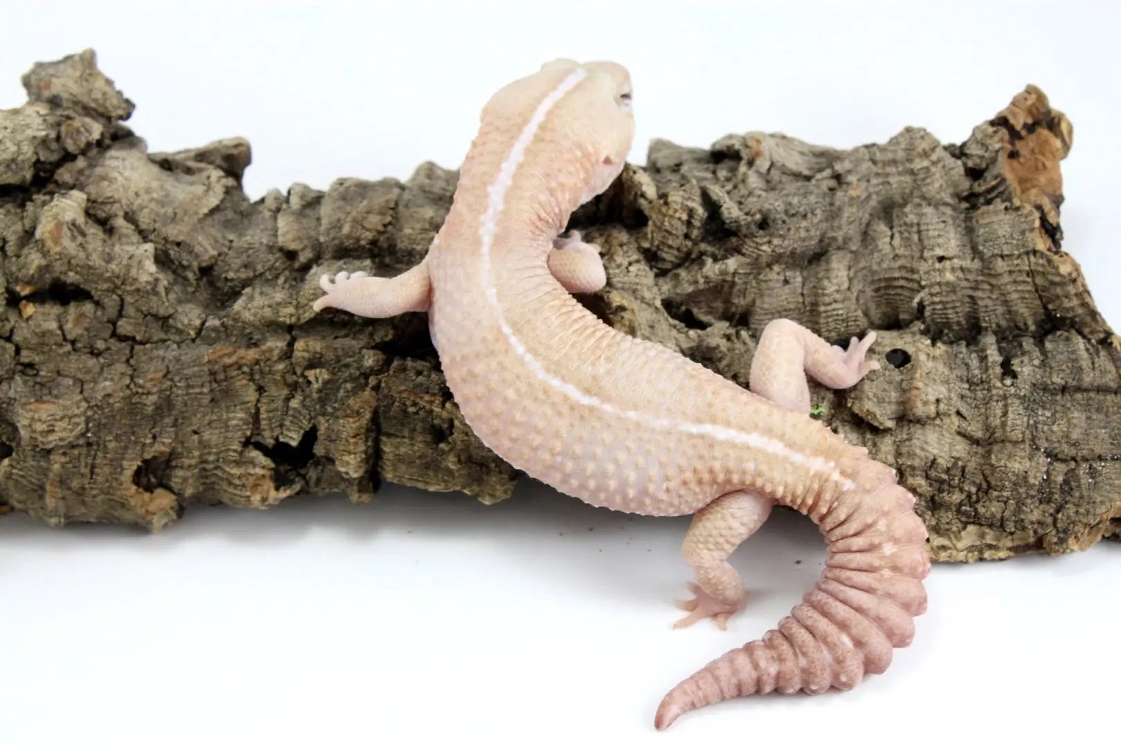 Amel Striped Fat Tail Gecko – All Reptiles