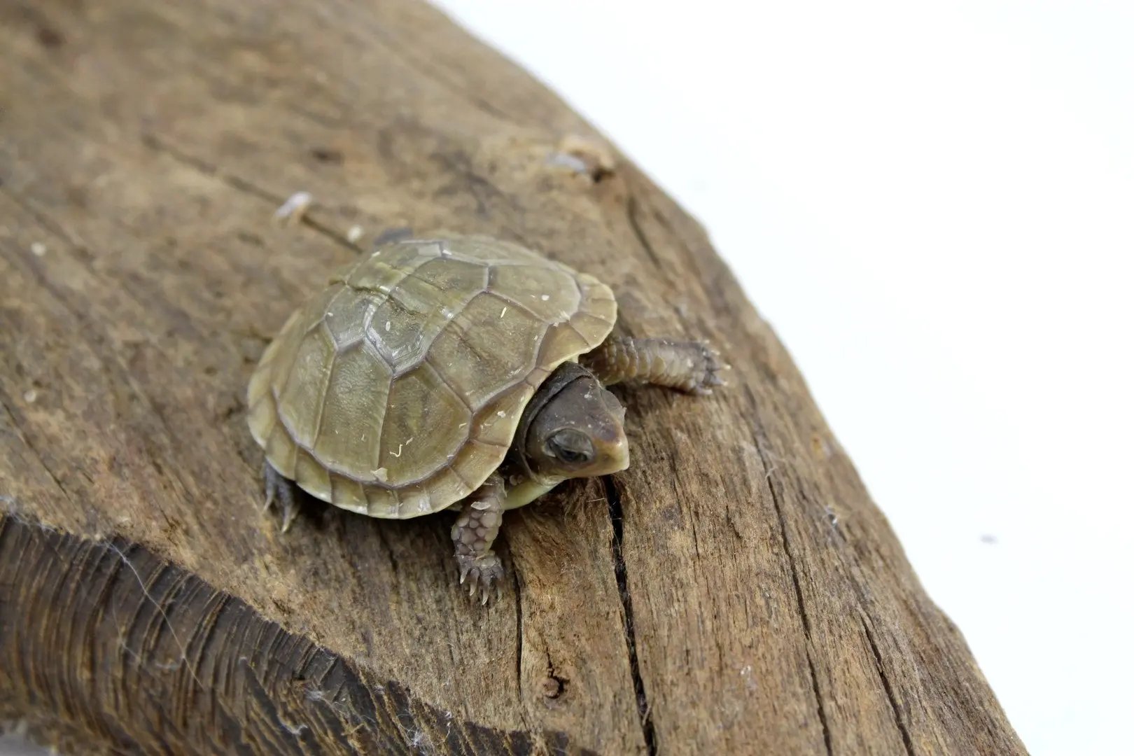 Three Toed Box Turtle - All Reptiles