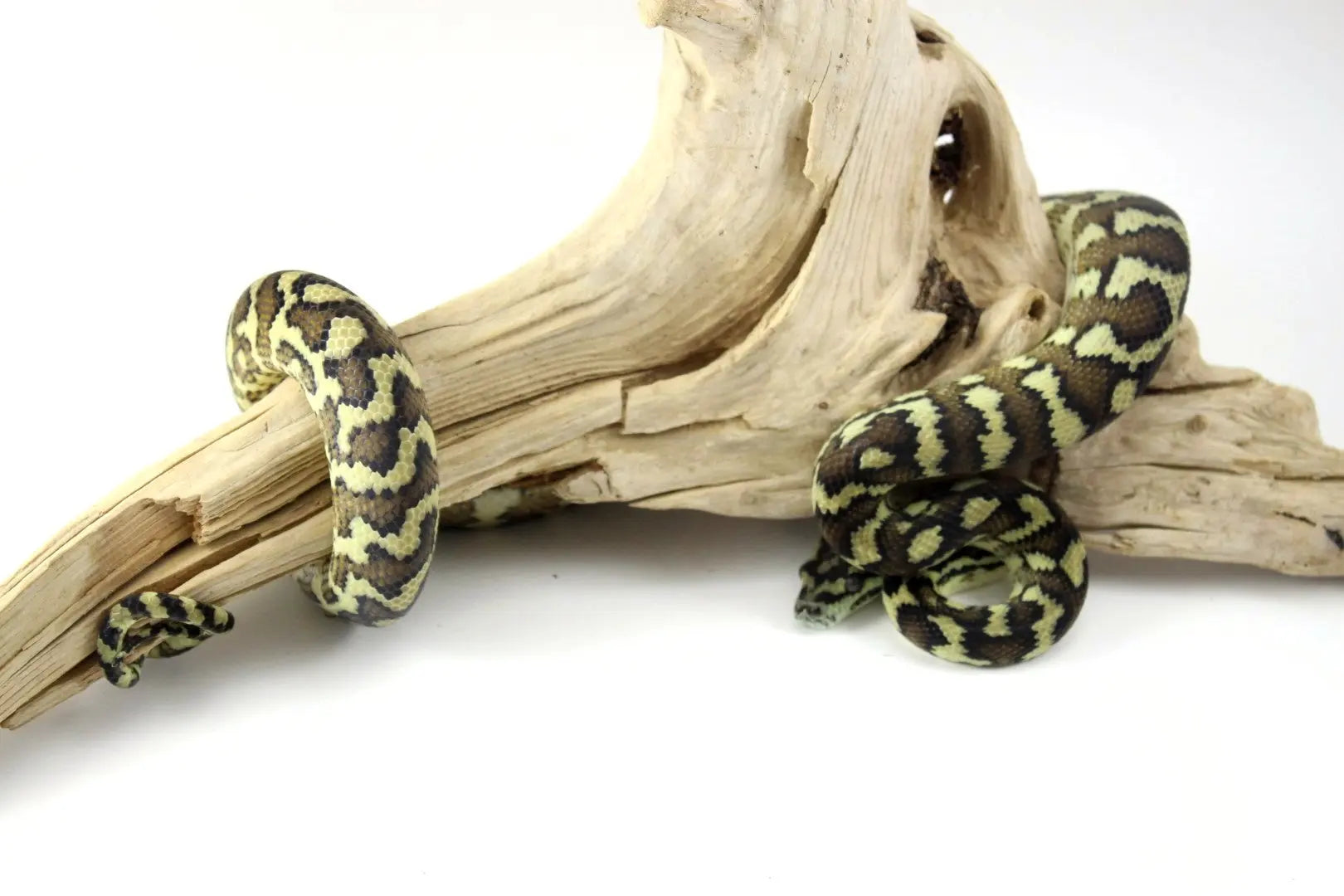 Jungle X Irian Jaya Carpet Python – All Reptiles