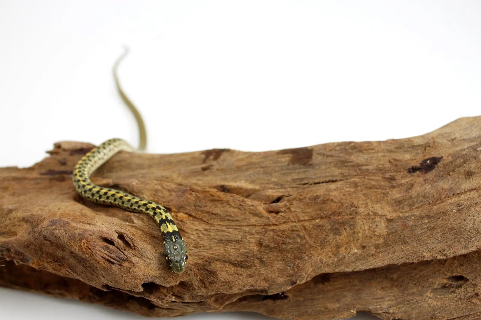 Texas Checkered Garter Snake – All Reptiles