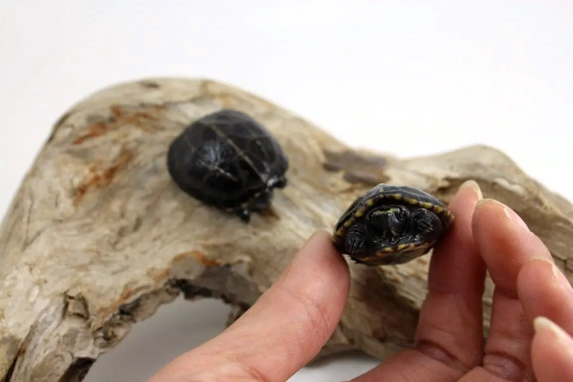 Three Stripe Mud Turtle – All Reptiles