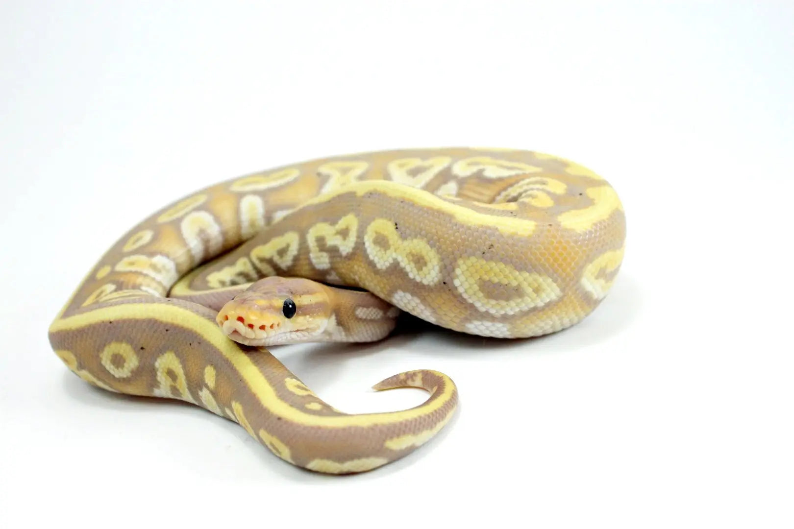 Banana Mahogany Phantom Ball Python – All Reptiles