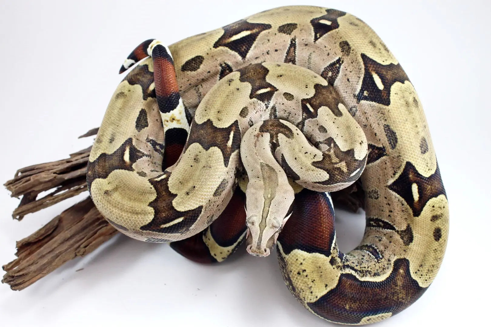 Suriname Boa - All Reptiles