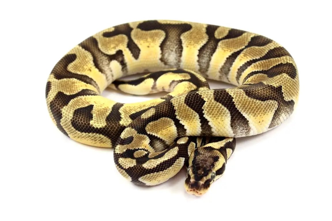 Pastel Enchi Ball Python – All Reptiles