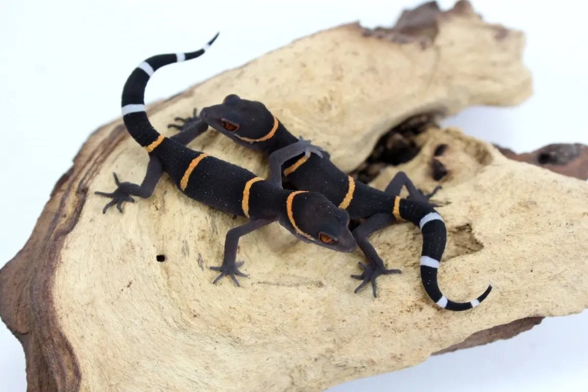 CB Baby Chinese Cave Gecko - All Reptiles