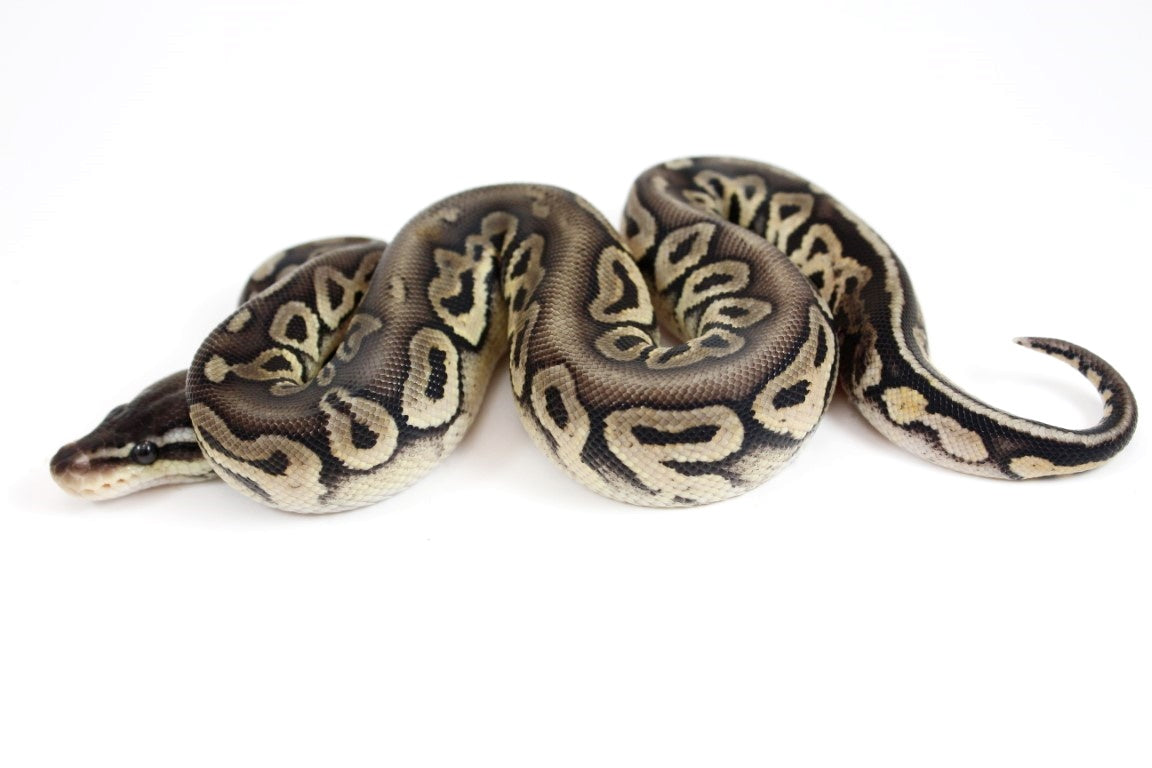 Pewter Ball Python - All Reptiles