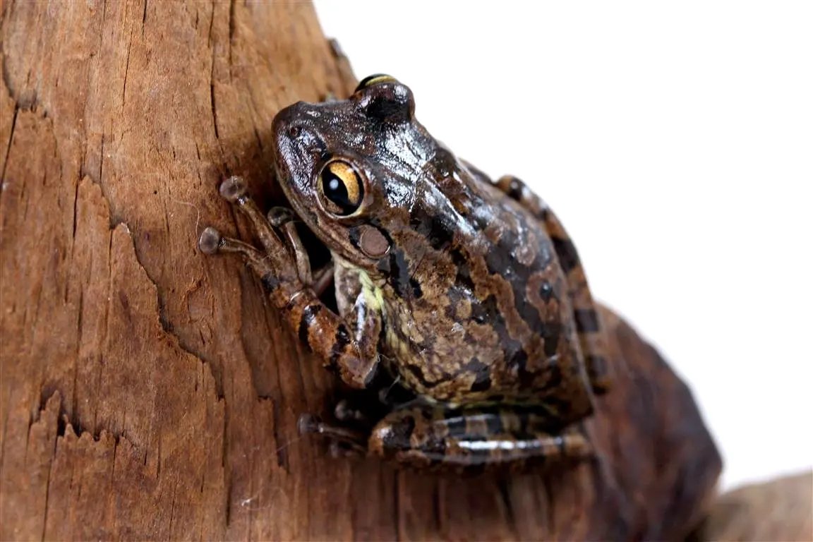 Cuban Frog – All Reptiles