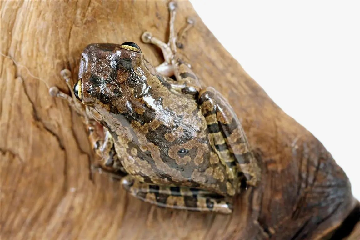 Cuban Frog – All Reptiles