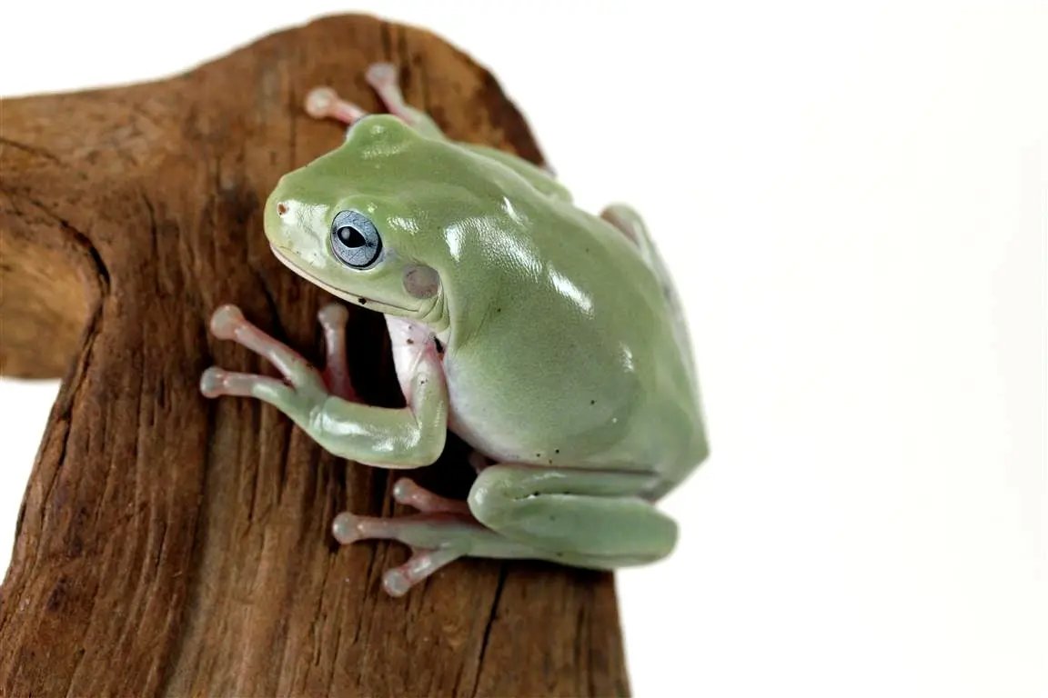 CB Blue Eyed White's Tree Frog - All Reptiles