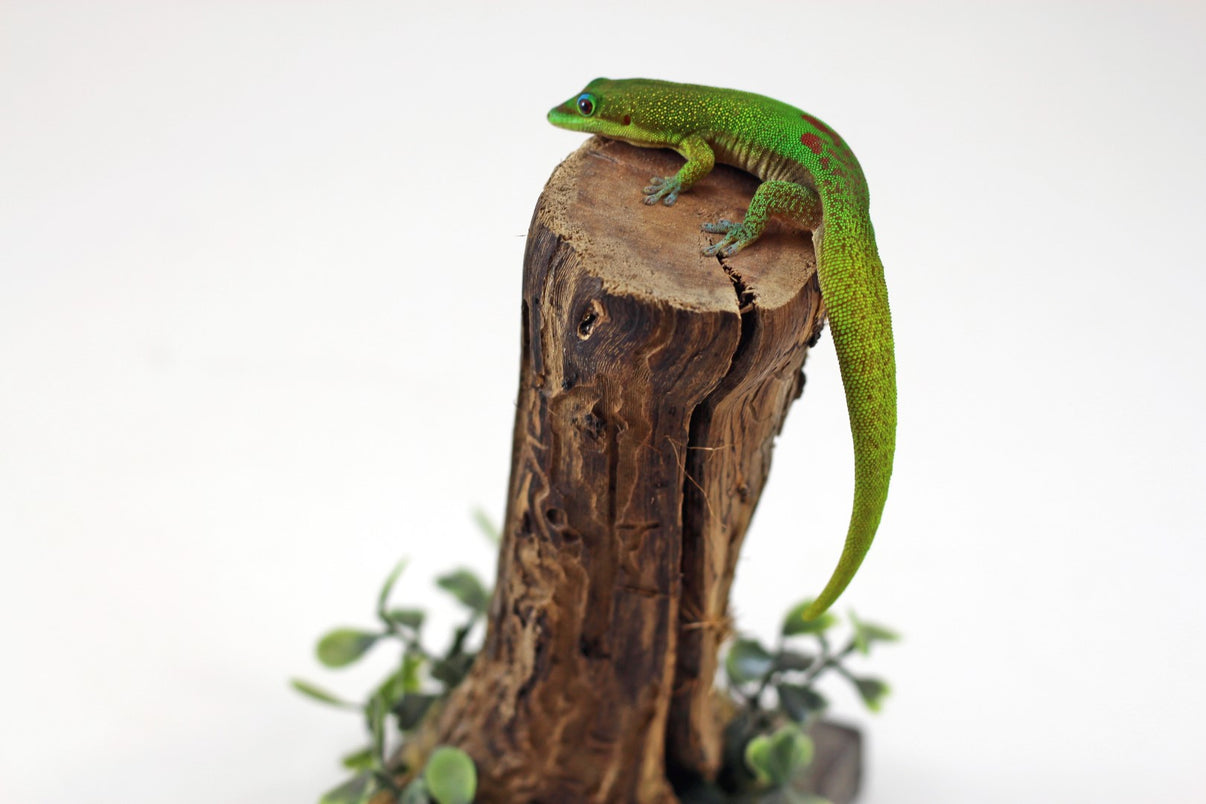 Gold Dust Day Gecko - All Reptiles