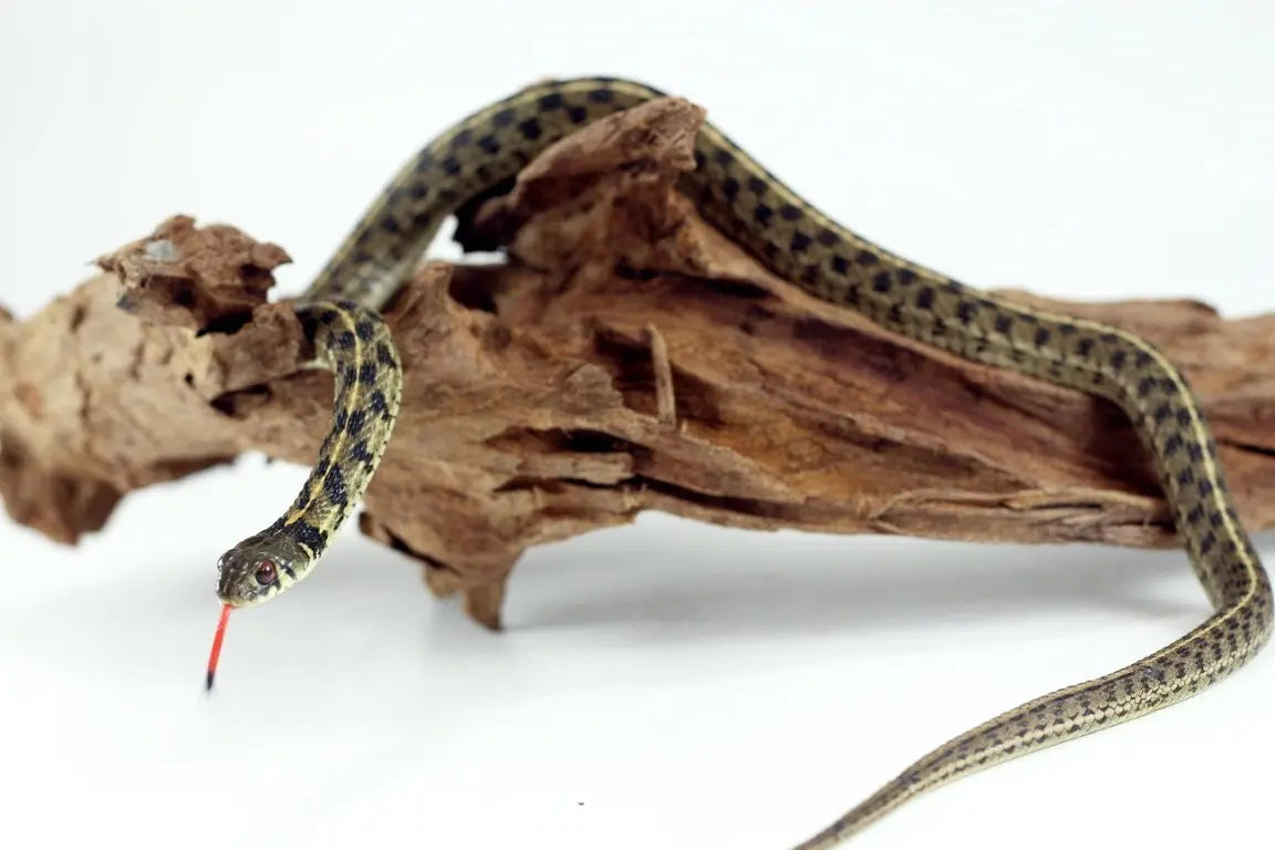 Texas Checkered Garter Snake – All Reptiles