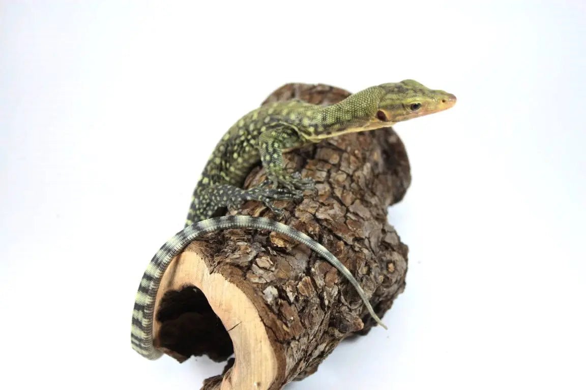 Quince Monitor - All Reptiles
