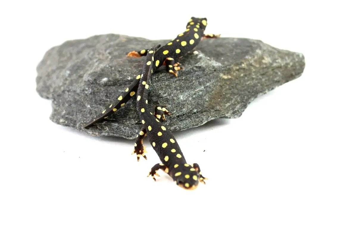 European Yellow Spotted Newts - All Reptiles