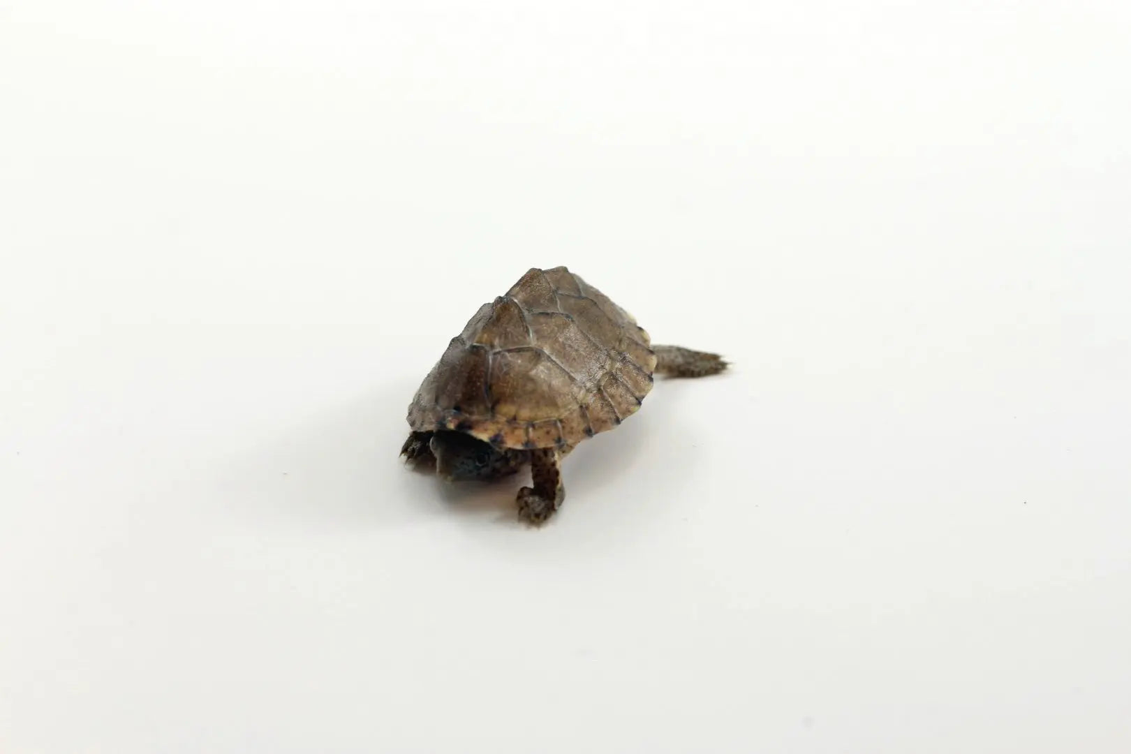 Razorback Musk Turtle – All Reptiles