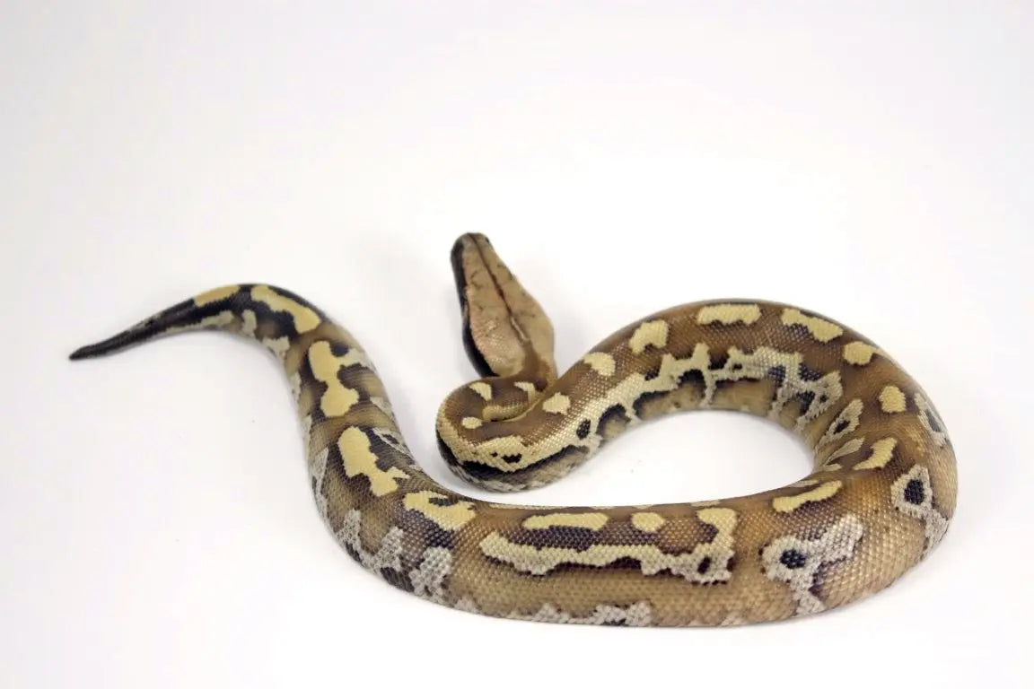 Bangka Red Blood Python – All Reptiles