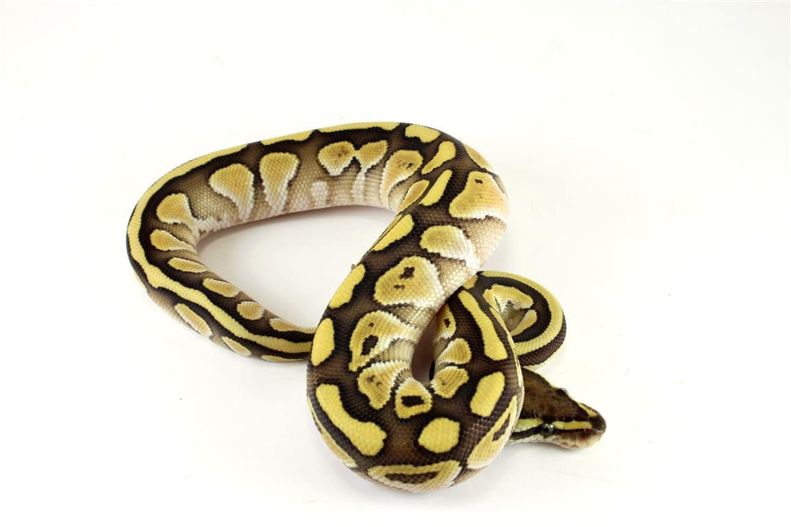 Lesser Blade Het Cryptic/Clown - All Reptiles
