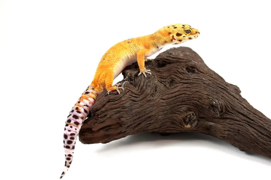 Calico Firefox Leopard Gecko - All Reptiles