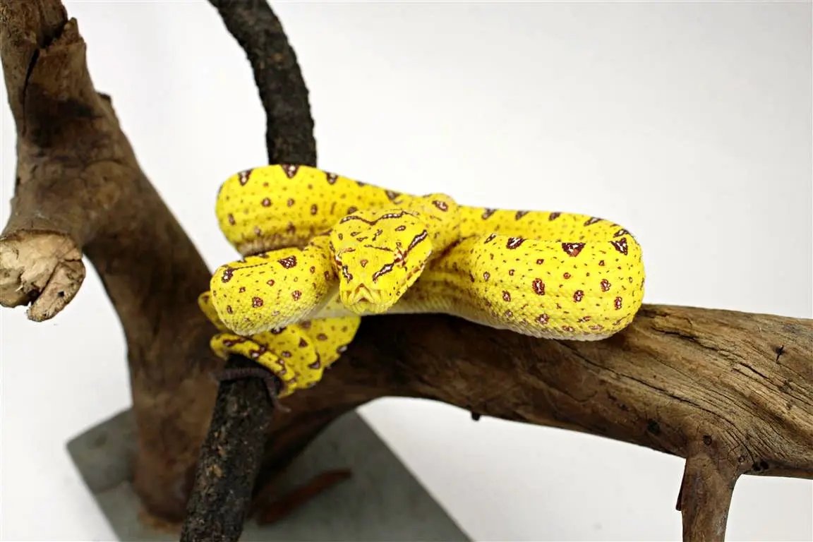CB Green Tree Python - Sorong – All Reptiles