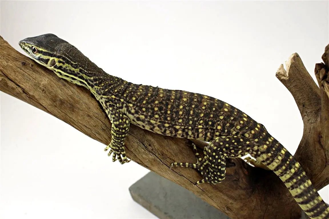 CB Argus Monitor - All Reptiles