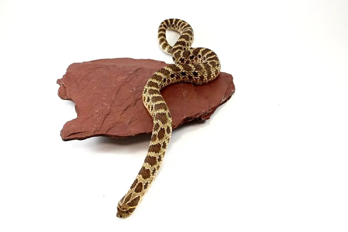 Red Phase Western Hognose Snake – All Reptiles