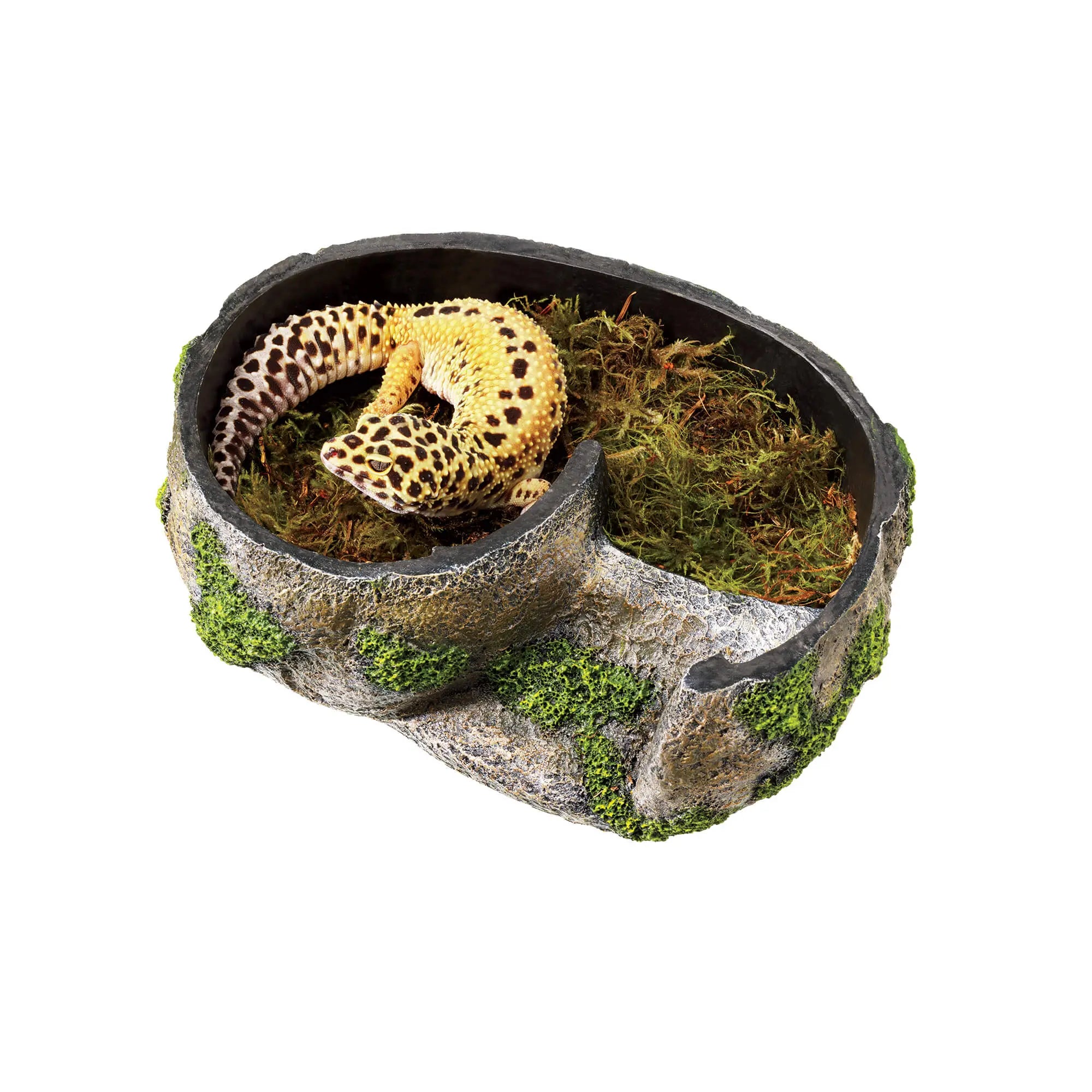 Zilla Rock Lair – All Reptiles