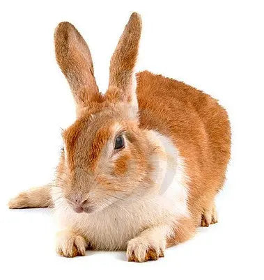 Frozen Rabbits – All Reptiles