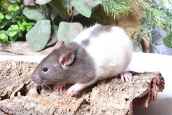 Live Rats - All Reptiles