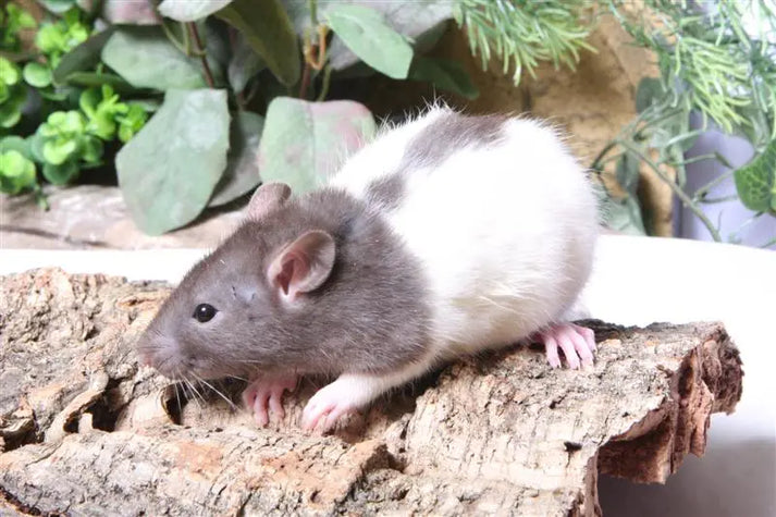 Live Rats - All Reptiles